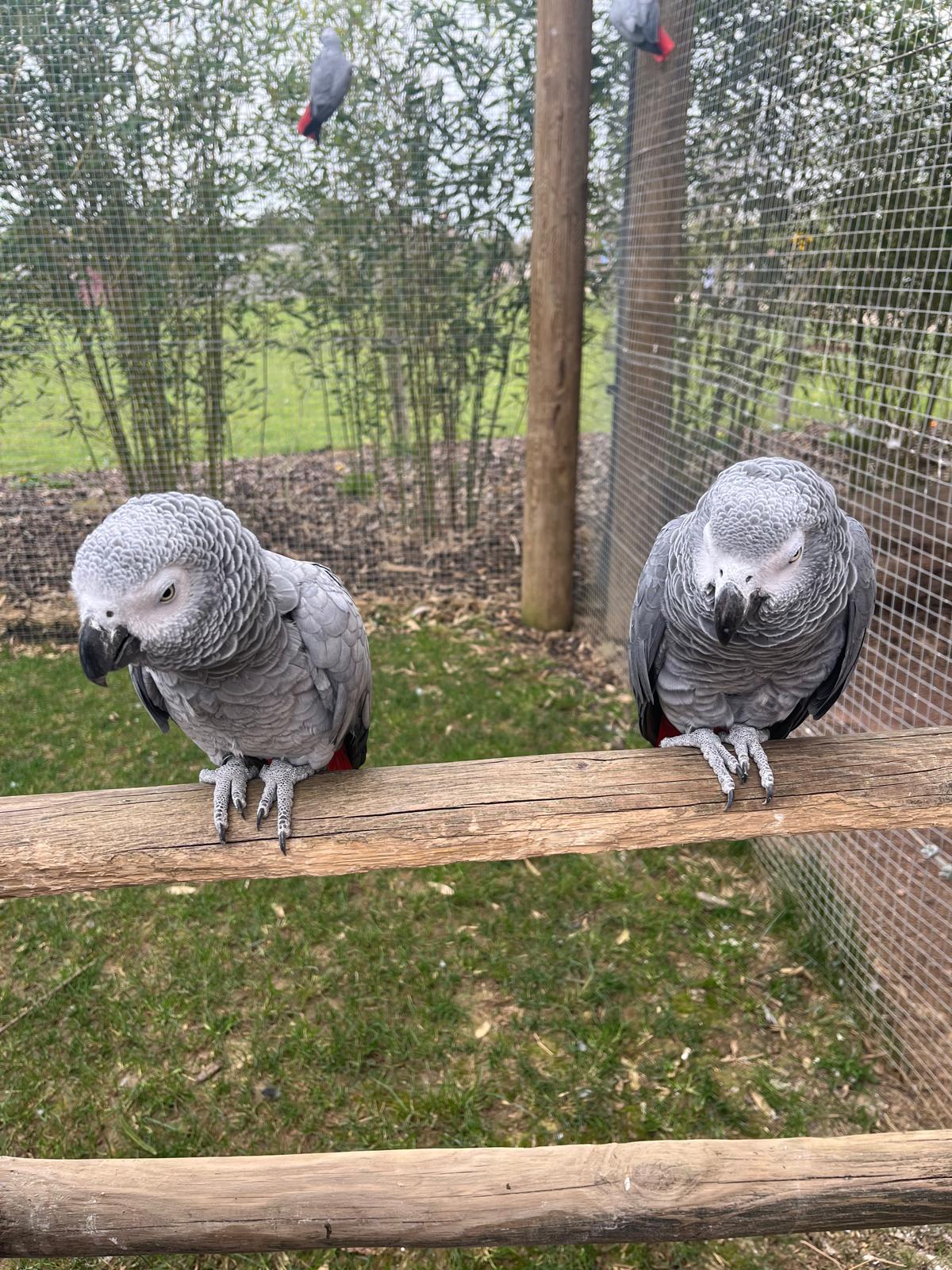 Parrot World : le parc animalier à 30 minutes de Paris | Paris à tout prix
